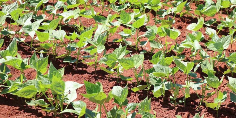 India Develops New High-yielding and Pest-resistant variety of Soybean ...