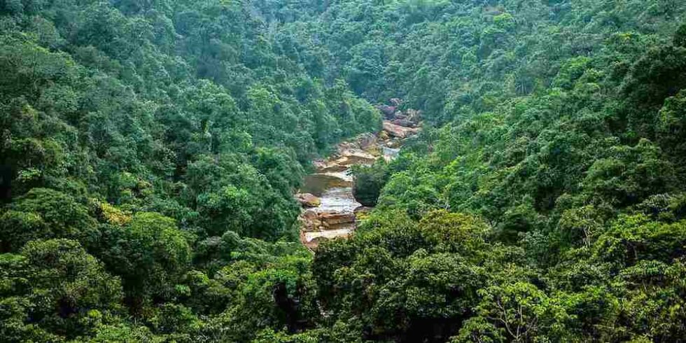 The Need To Increase Forest Cover | Indian Century